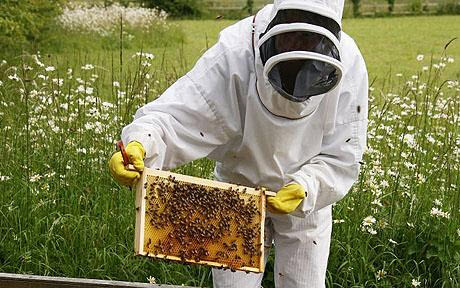 Beekeeping Advice | Beekeeping Supplies Ireland