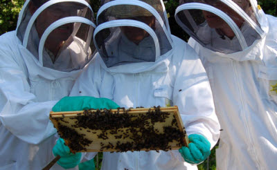 Beekeeping Advice | Beekeeping Supplies Ireland